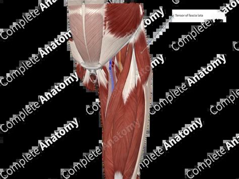 Tensor Fasciae Latae Complete Anatomy