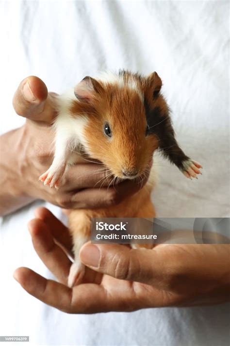 암퇘지를 들고 있는 알아볼 수 없는 사람의 이미지 미국 삼색 기니피그 강아지 젊은 검은색 생강 흰색 동굴이 흰색 티셔츠 배경에 고립되어 카메라를 바라보며 전경에 초점을