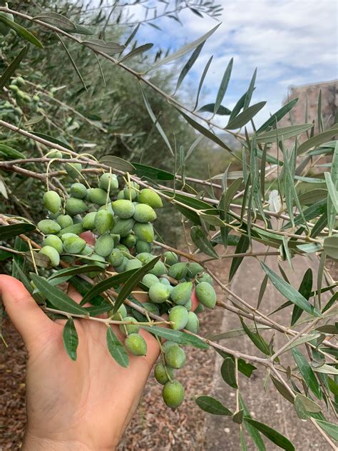 좋은올리브오일 혹시 좋은 올리브오일 필요한 사람 있어 내가 그리스에서 수입하는 올리브오일인데 정말 좋은 올리브오일이야 좋은 올리브오일의 기준이 사람마다 다르겠지만 내가