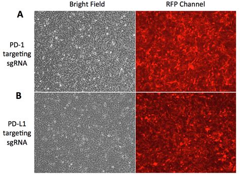 Pd 1 L1 Targeting Sgrna Lentiviral Particles Genecopoeia™