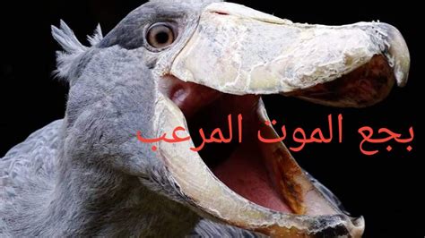 طائر بجع الموت أو أبو مركوب الحيوانات والحياةالبرية Youtube