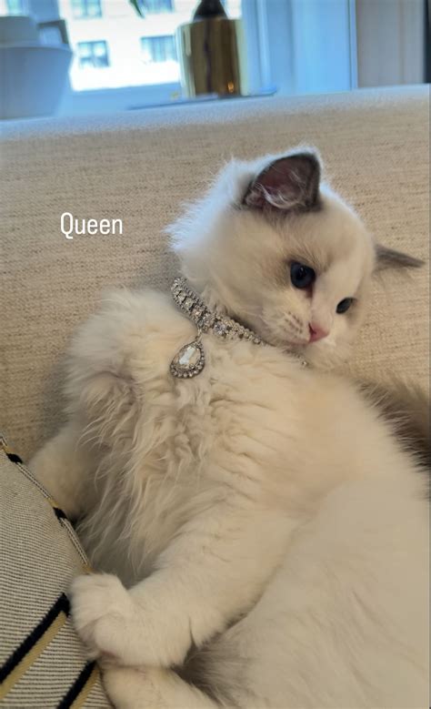 Boujee Cats Luxury Cats Elegant Cats Pretty Cats