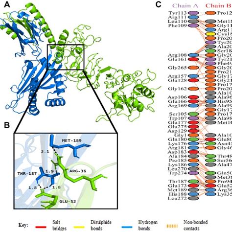 A Figure Acquired After Molecular Docking Which Shows Docked Mhc