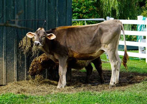 Our Cows Pineland Farms Dairy