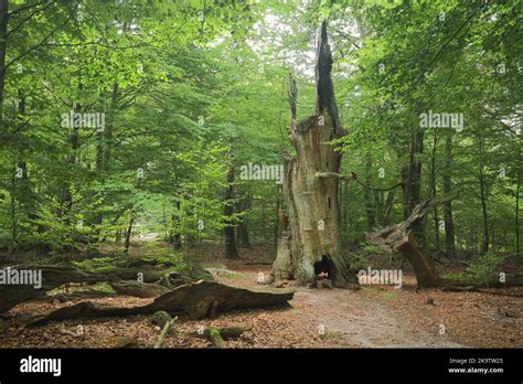 Tree Stump Fire Stump In The Reinhardswald Tree Tree Trunk Forest Deadwood Bizarre Old