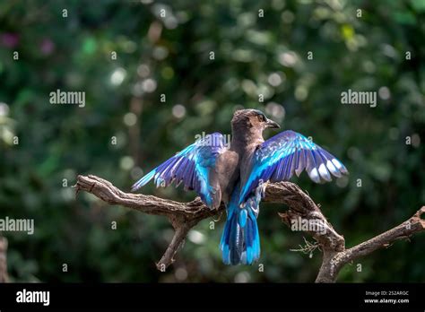 Indochinese Rollercoracias Affinis Greenish Brown Iris The Skin Around