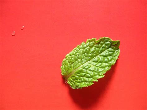 برگ سبز کوچک