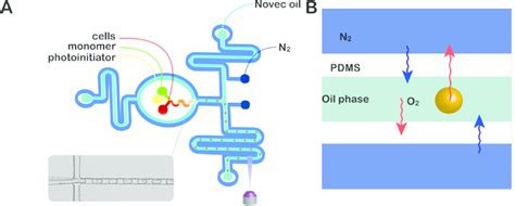 Cell Encapsulation Using A Nitrogen Jacketed Two Layer Microfluidic Download Scientific Diagram