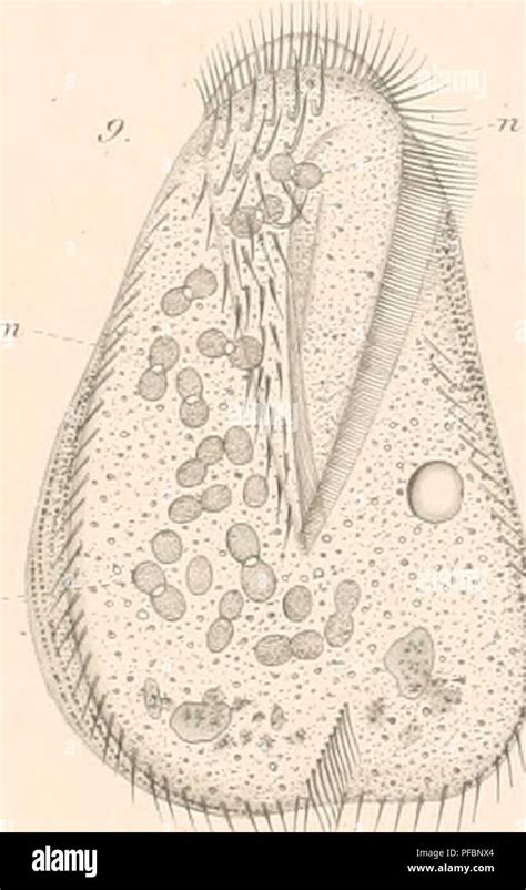 This Study Focuses On The Biology Of Infusoria Including The