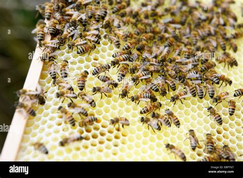 Honeycomb Beehive Hi Res Stock Photography And Images Alamy