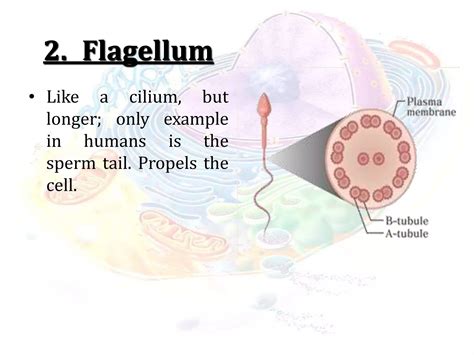 Cell Anatomy And Physiology Slideshare Pptx Cell Anatomy And Physiology Slideshare Pptx