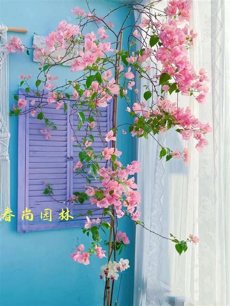 耐寒耐热新品勤花三角梅盆栽带花苞重瓣加州黄金四季开花红樱绿樱虎窝淘