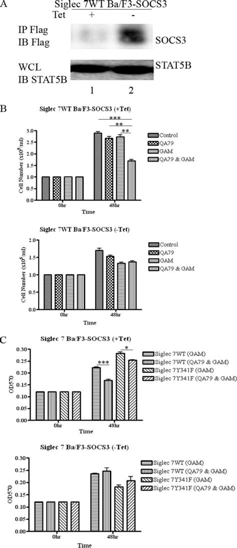 Socs3 Blocks Effects Of Siglec 7 Engagement On Cytokine Induced Download Scientific Diagram