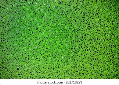 Intercourse Sex On White Background Sex库存照片 Shutterstock