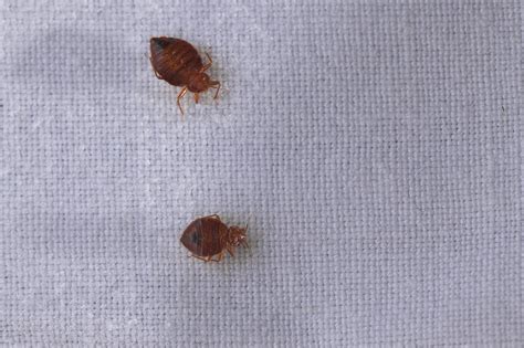 Things You Probably Didn T Know About Bedbug Sex Dr Carin Bondar
