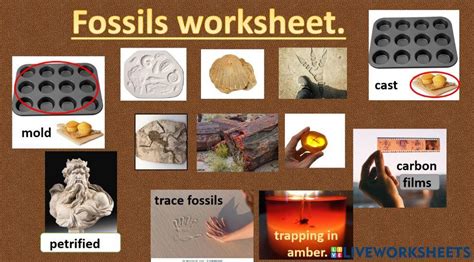 Fossils Workshe Free Interactive Worksheets 1786348