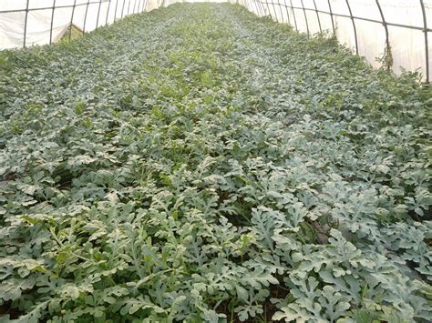 8424新鲜西瓜：夏日清凉的首选美味 一亩田