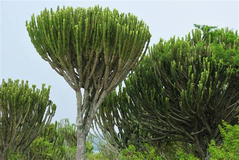 Euphorbiaceae Trees