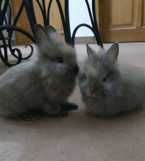 My Tripod Simba Right And His Brother Jack R Rabbits