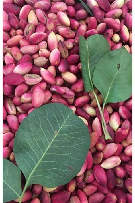 Urfa Fıstık Urfa Fıstığı 1 Kg Fiyatı Yorumları