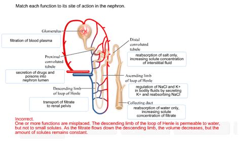 Solved Match Each Function To Its Site Of Action In