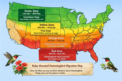 Live 2026 Hummingbird Migration Map When Will They Arrive In Your Sta