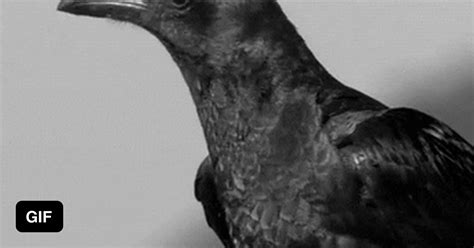 Anyone Else Like Hearing Crow Sounds 9gag