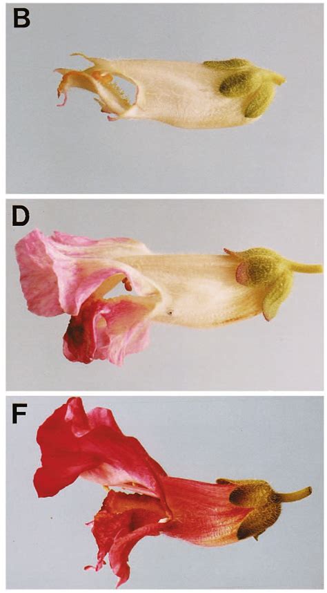 Effects Of Phan Mutations On Flower Morphology The Wild Type Flower