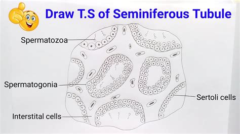 Seminiferous Tubules Cross Section