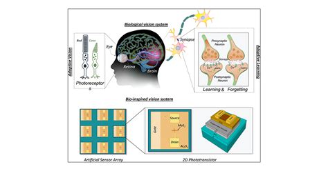 Bioinspired And Low Power 2d Machine Vision With Adaptive Machine Learning And Forgetting Acs Nano