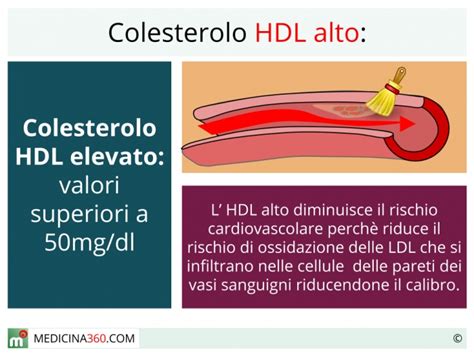 Colesterolo Hdl Alto Cosa Fare Cause Rimedi E Rischi
