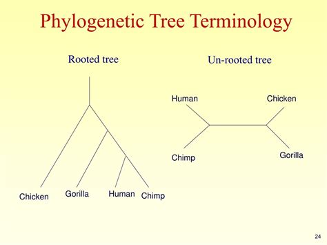 PPT Motif Discovery In Phylogenetic Trees PowerPoint Presentation Free Download ID