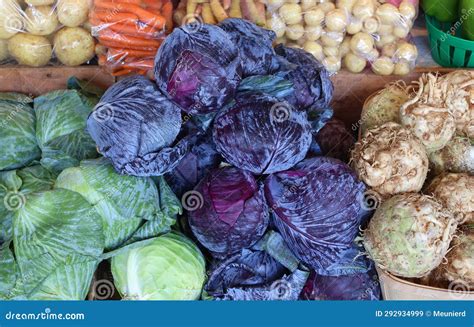 Col O Col De Cabeza Que Comprende Varios Cultivares De Brassica Oleracea Imagen De Archivo