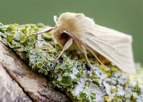 Common Wainscot Moth Greeting Card By Science Photo Library