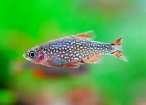 Celestial Pearl Danio Breeding Planted Tank Mates