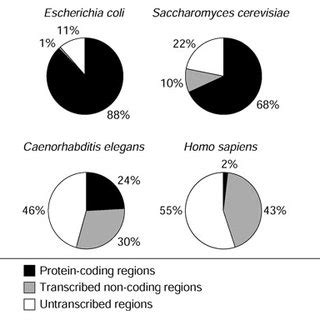 PDF The Mammalian Transcriptome And The Function Of Non Coding DNA Sequences