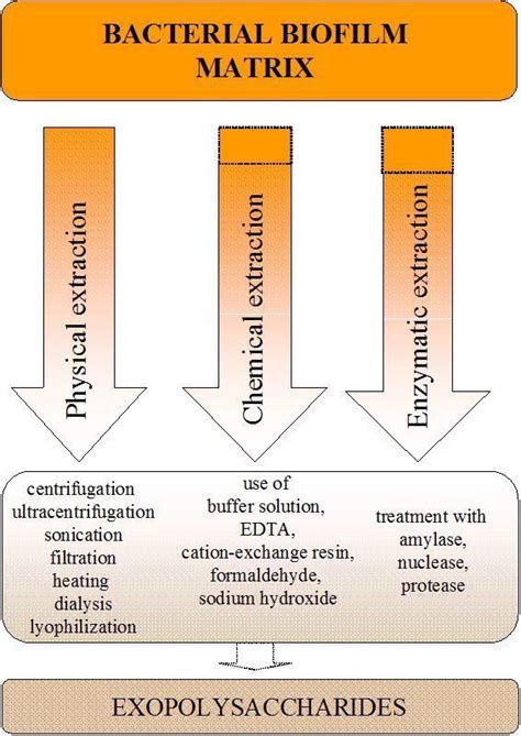 Extracellular Polymeric Substance Alchetron The Free Social Encyclopedia
