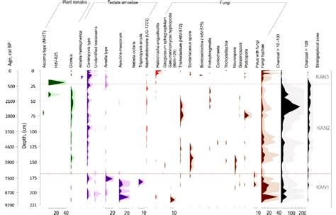Plant Macrofossil Diagram Showing The Local Vegetation Succession At Download Scientific