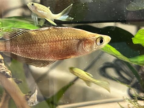 Lfs Said It Was A Rainbow Im Having My Doubts Rainbow Or Not R