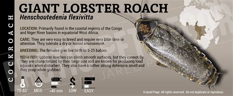 Henschoutedenia Flexivitta Giant Lobster Roach Cards And Enclosure