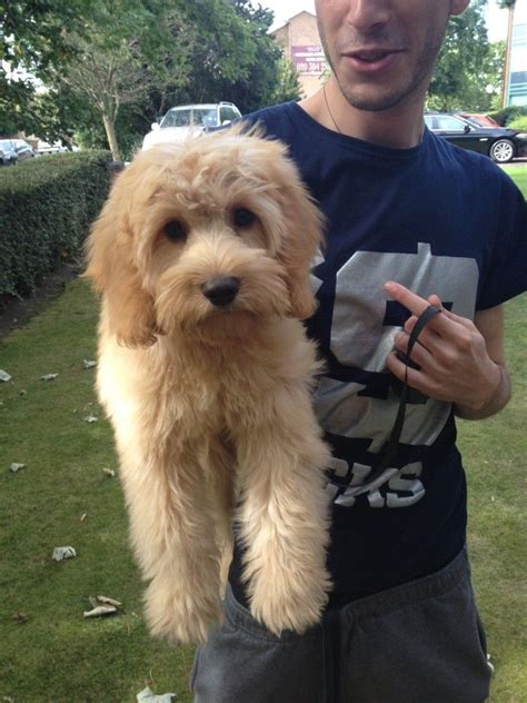 Cockapoo Puppy Haircut Styles At Anne English Blog