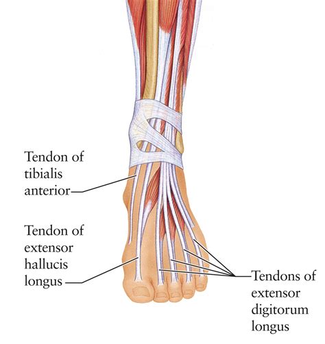 Diagram Foot Tendons