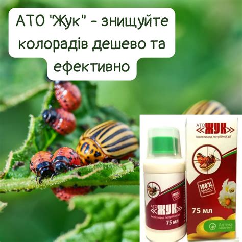 Bubochka Ua Все для агробізнесу саду городу та ландшафтного дизайну Картопля🥔 вся в жуках