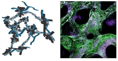 Viscoelastic Conductive Materials Interface With The Nervous System Research Highlights