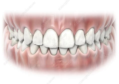 Teeth Of The Upper And Lower Jaw Illustration Stock Image C052