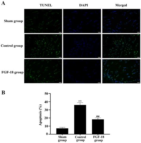 Detection Of Apoptosis In Nucleus Pulposus A Tunel Staining For Download Scientific Diagram