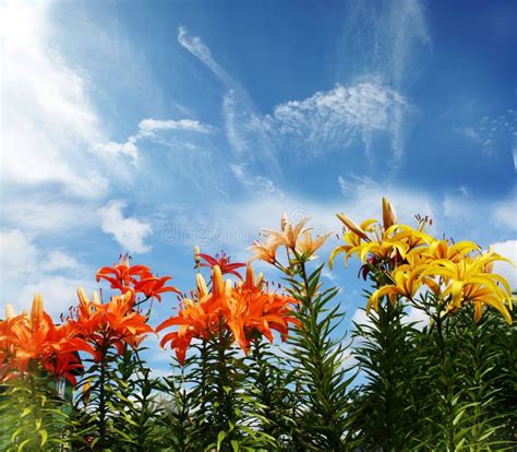 Lily On The Background Of High Sky With A Fancy Cloud Like A Bi Stock Image Image Of Beauty