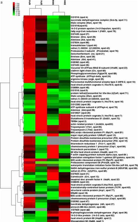Unsupervised Hierarchical Biclustering Analysis Of The Differentially