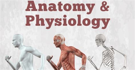 Anatomy And Physiology 2e Anatomy And Physiology Online Free Pipih
