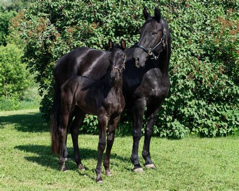 Mounts For The Mounties Inside The Rcmps In House Horse Breeding
